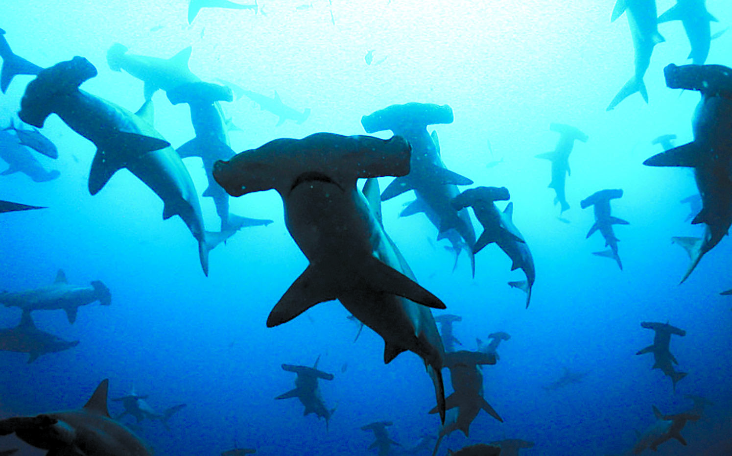 Finance your Fun at Float N' Flag Dive Centre