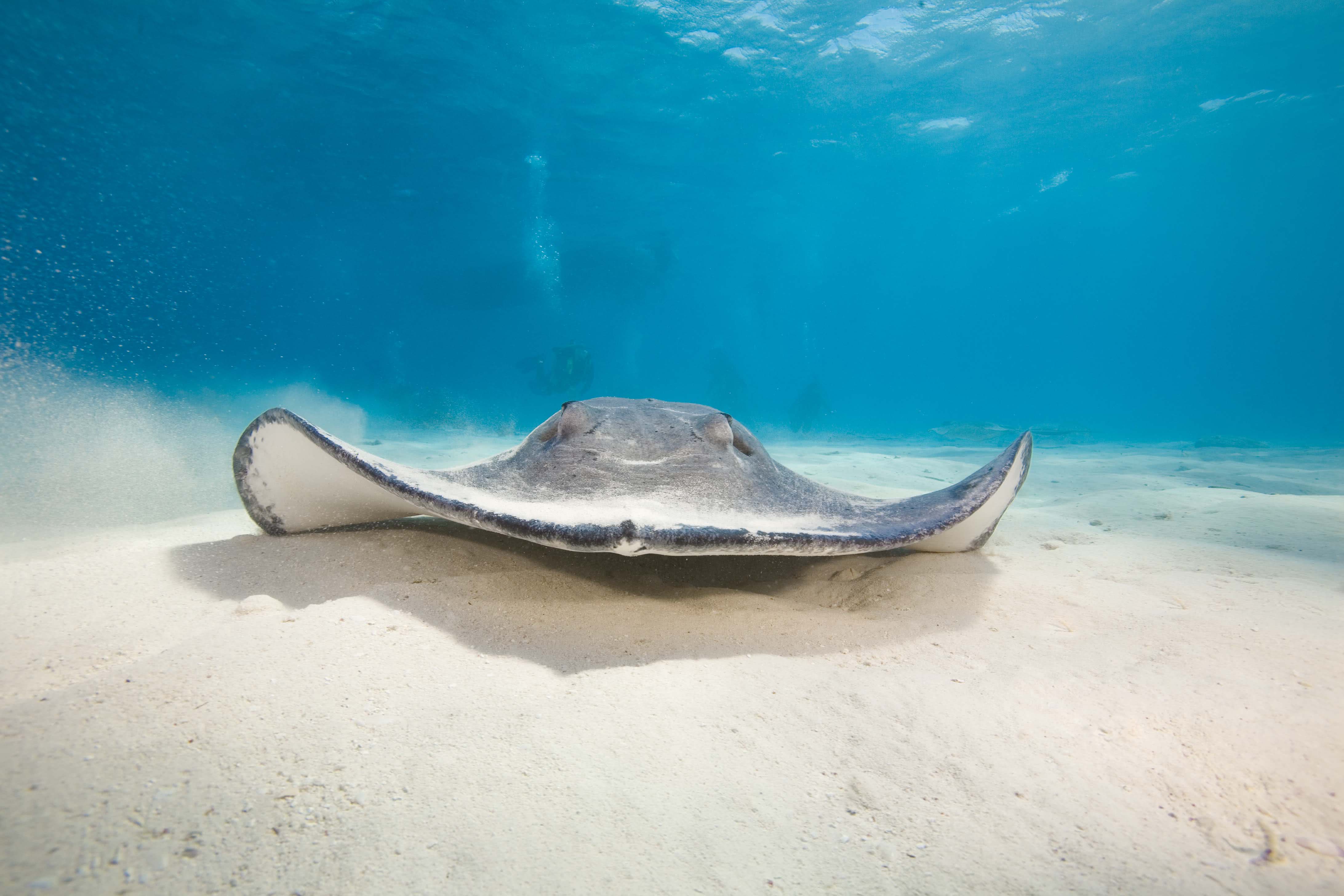 Calendar - Float N' Flag Dive Centre