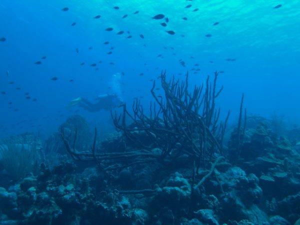 Bonaire - Float N' Flag Dive Centre