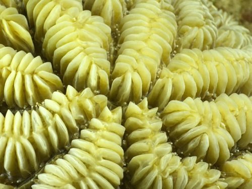 Bonaire - Float N' Flag Dive Centre