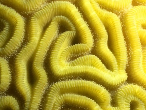 Bonaire - Float N' Flag Dive Centre