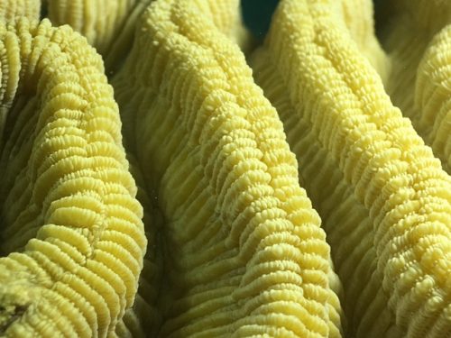 Bonaire - Float N' Flag Dive Centre