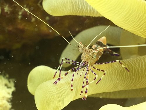 Bonaire - Float N' Flag Dive Centre