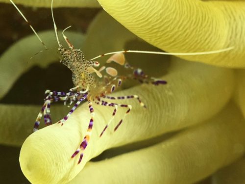 Bonaire - Float N' Flag Dive Centre