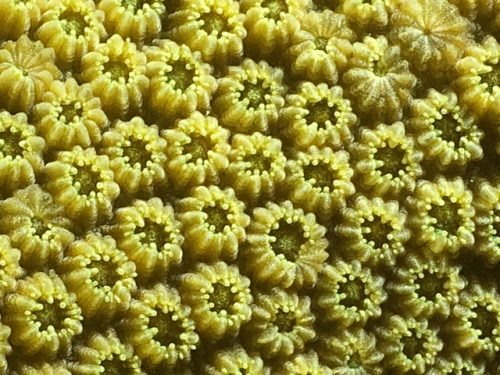 Bonaire - Float N' Flag Dive Centre