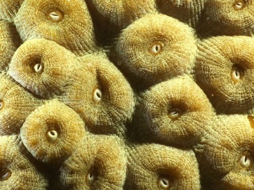 Bonaire - Float N' Flag Dive Centre