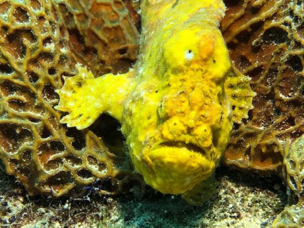 Bonaire - Float N' Flag Dive Centre