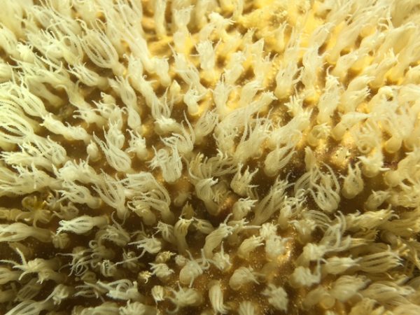 Bonaire - Float N' Flag Dive Centre