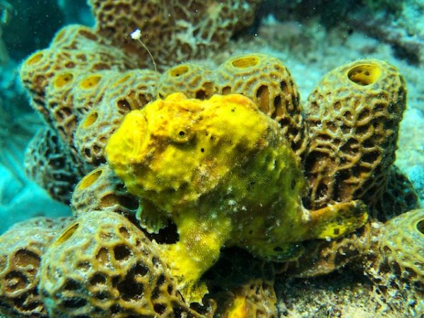 Bonaire - Float N' Flag Dive Centre